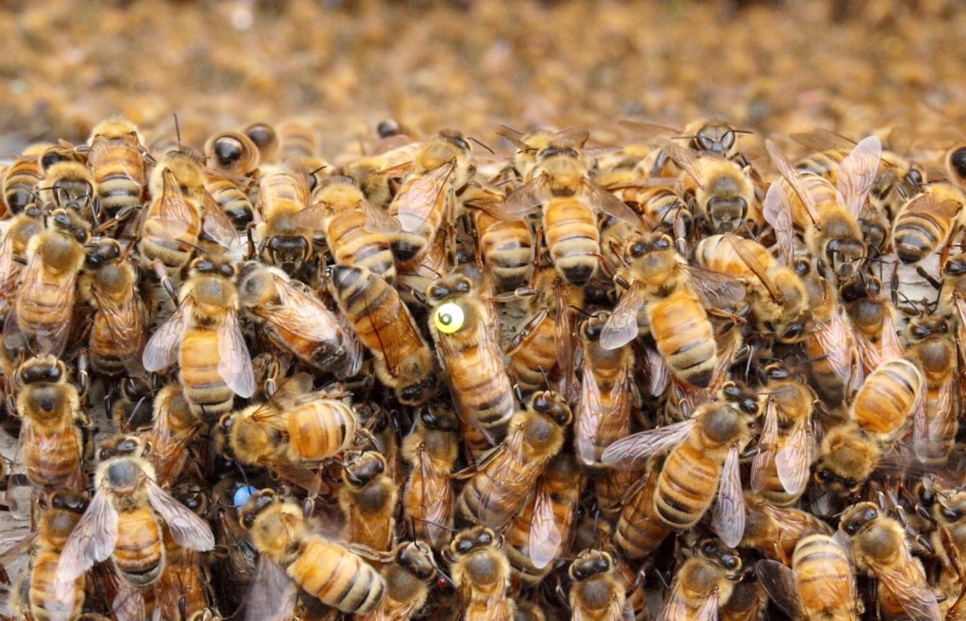 Researchers Study How Animal Societies Make Decisions, Resolve Conflict ...